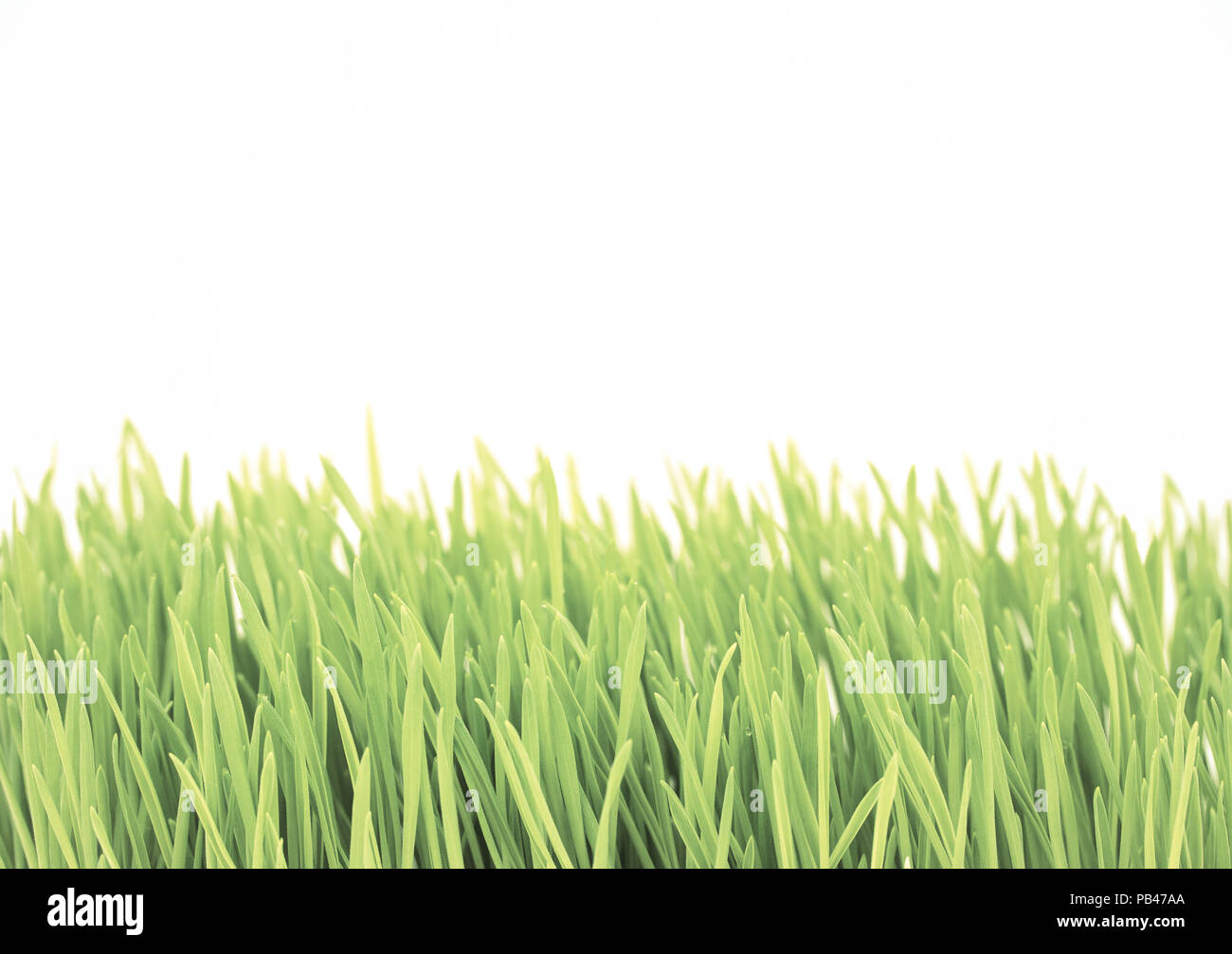 vintage effect style of Green grass isolated on white background Stock ...