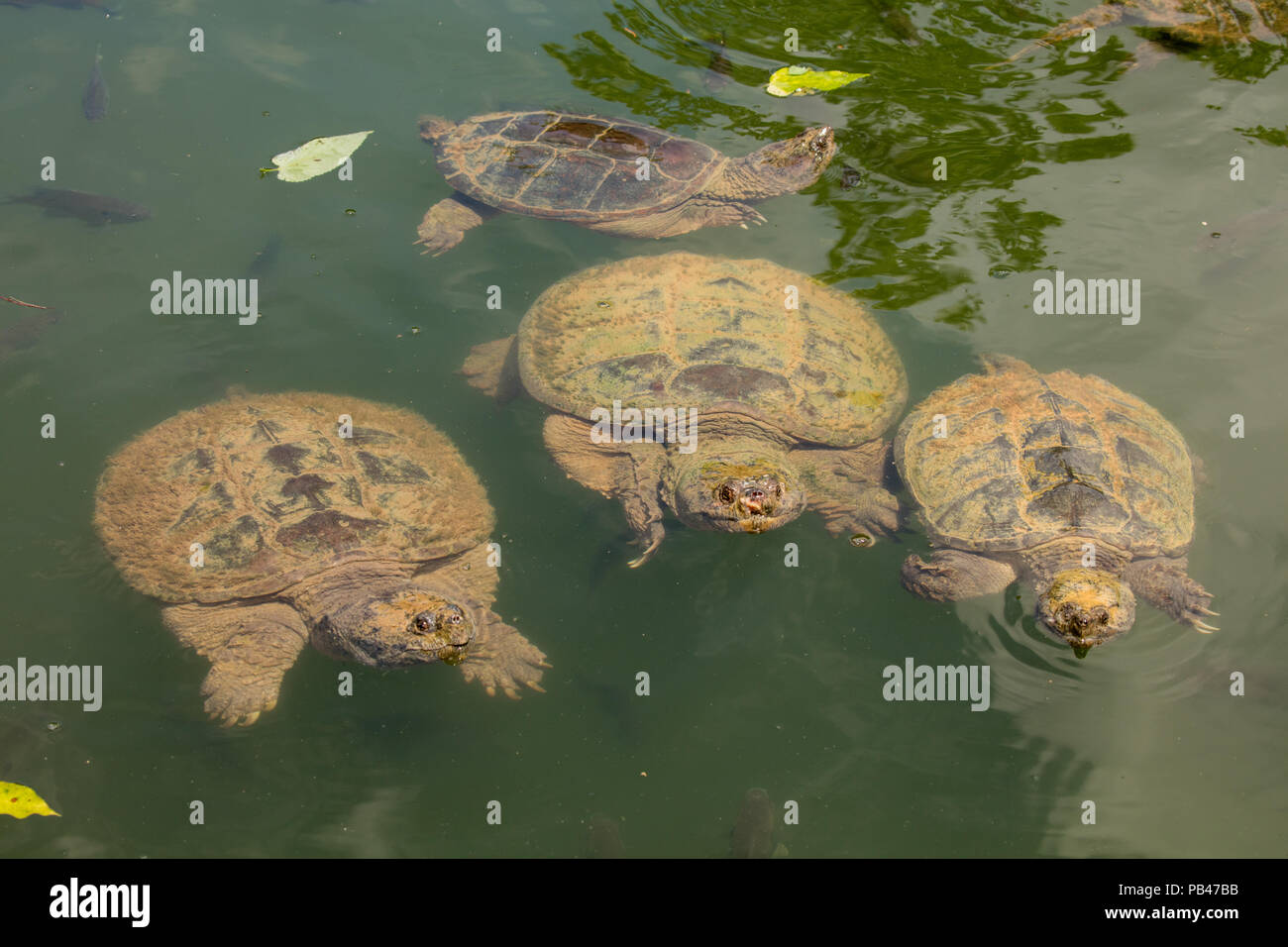 Snapping turtles mating hi-res stock photography and images - Alamy