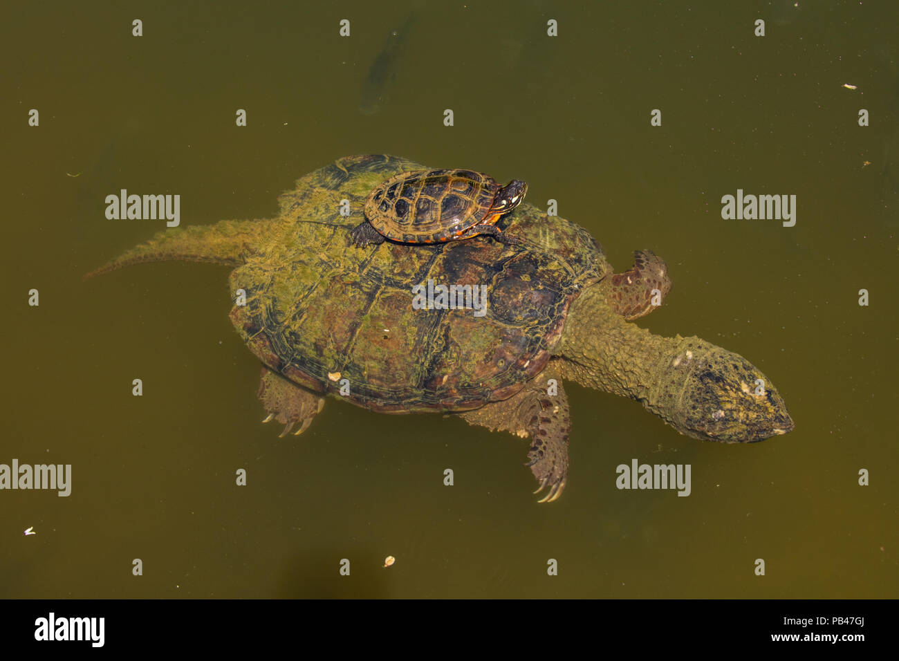 snapping turtle, Chelydra serpentina, and painted turtle Chrysemys ...