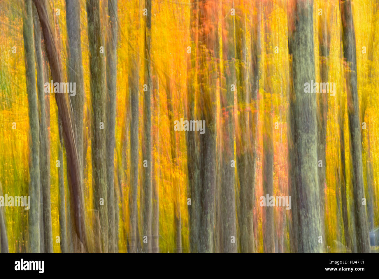 Autumn foliage in the hardwood woodland near the Cosby Picnic area ...