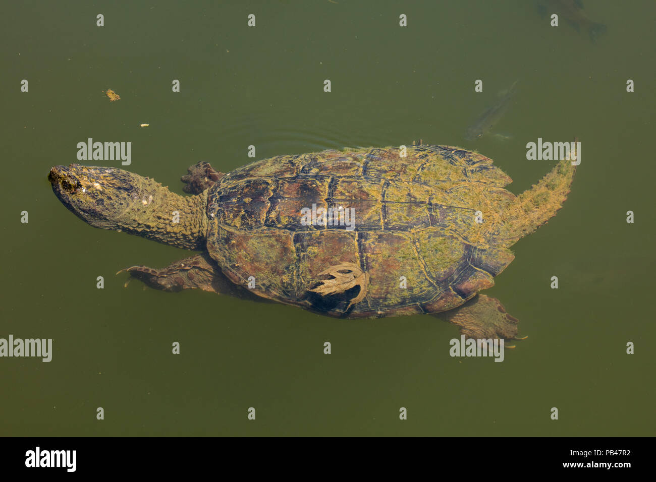 Common snapping turtle chelydra serpentina in water hi-res stock ...