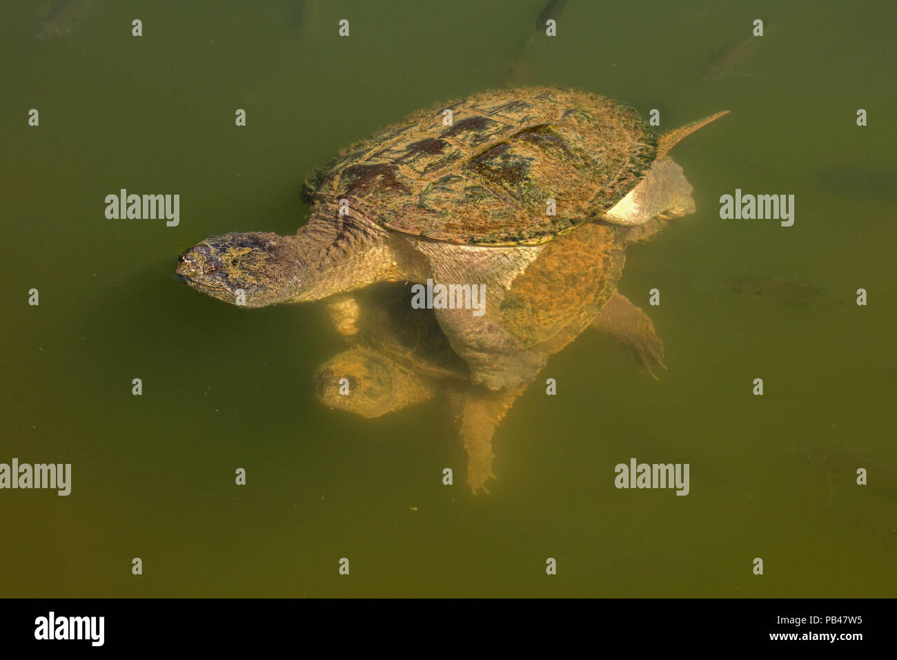 Snapping turtles mating hi-res stock photography and images - Alamy