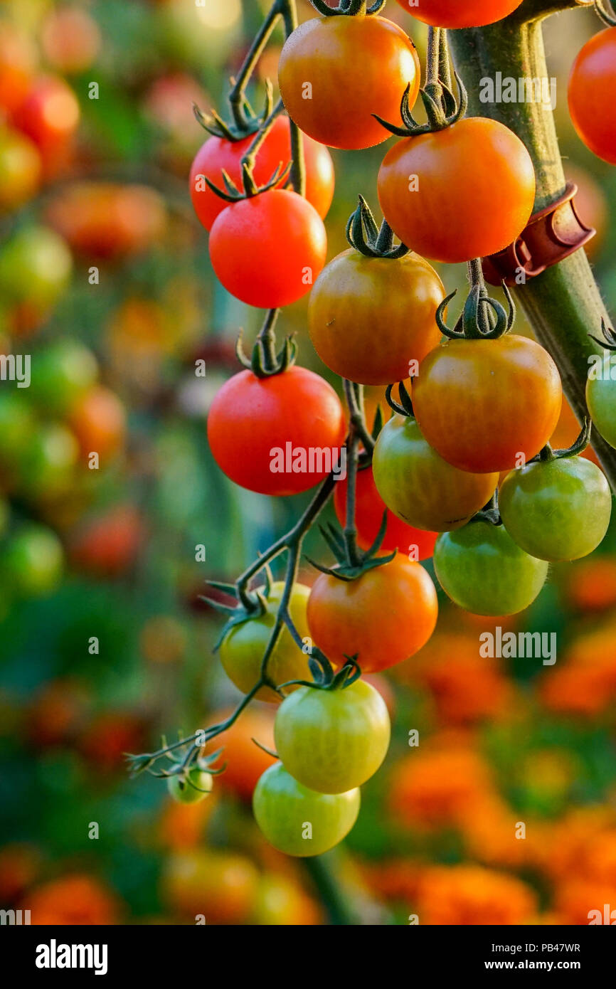Tomatoes tree hi-res stock photography and images - Alamy