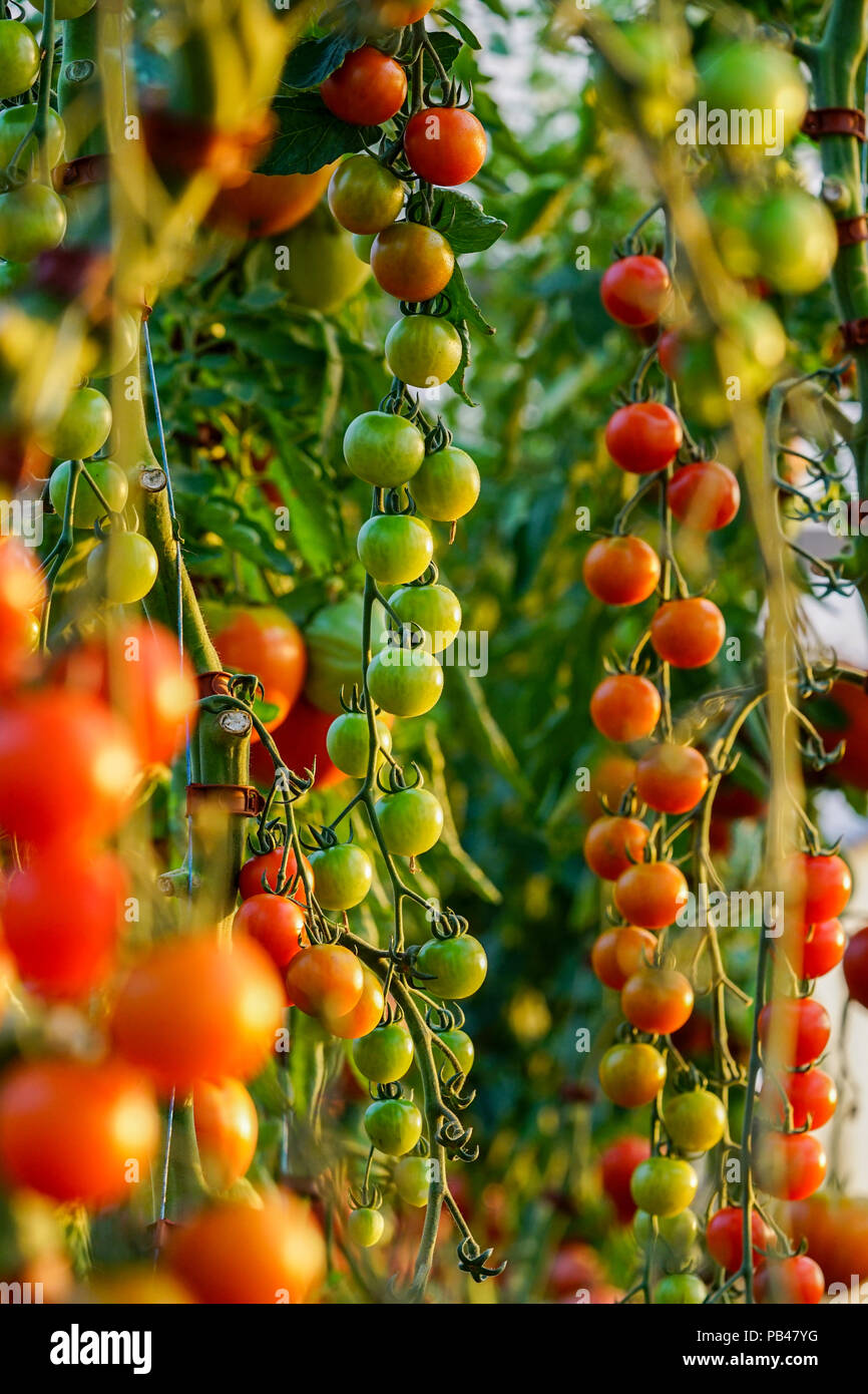 Tomatoes tree hi-res stock photography and images - Alamy