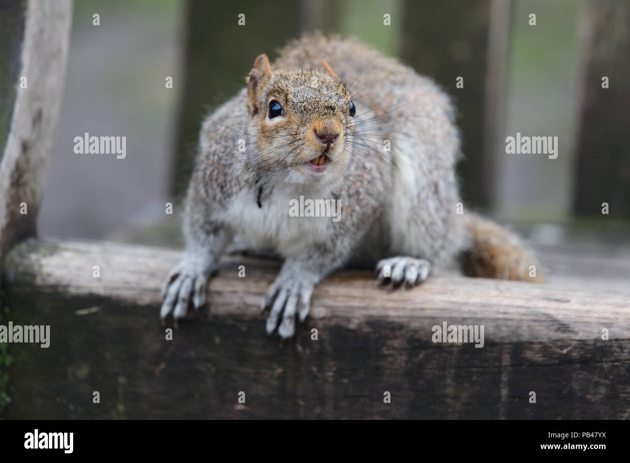 Portrait of a grey squirrel sitting on a park bench Stock Photo - Alamy