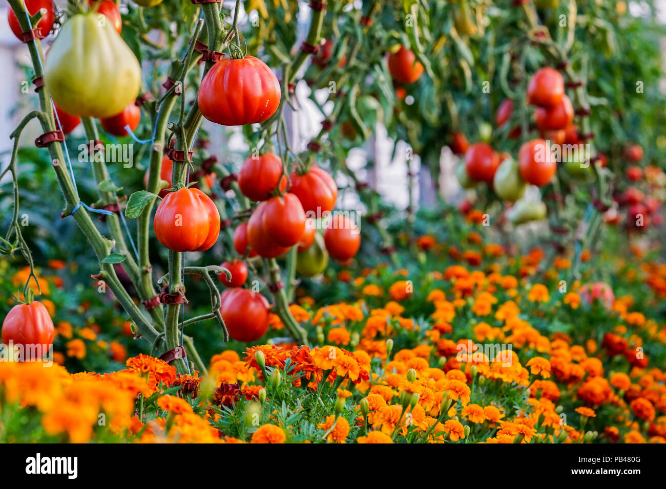 Tomatoes on tree Stock Photo - Alamy