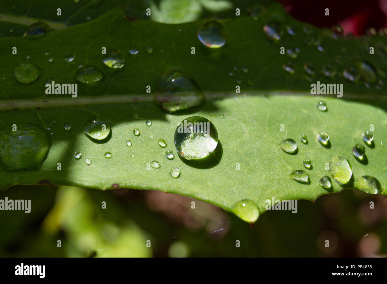 Dews dew hi-res stock photography and images - Alamy