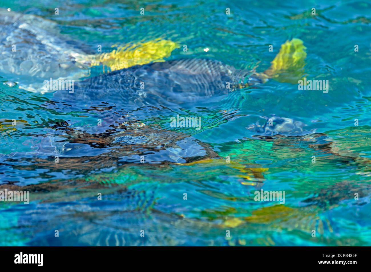 School of equatorial marine fish near the surface of shallow water ...
