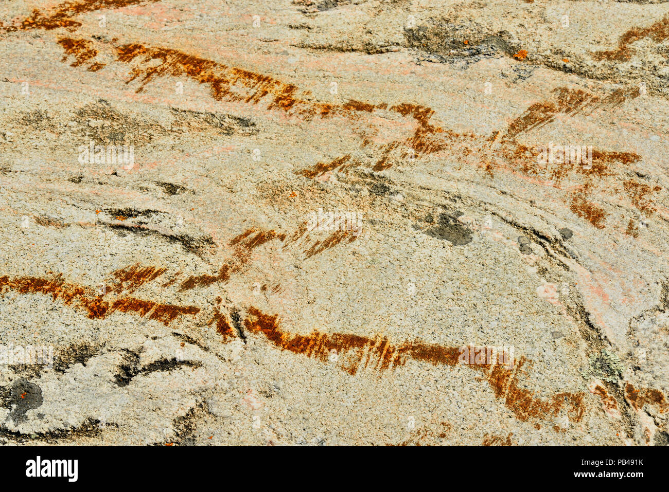 Precambrian rock outcrops with lichens, near Yellowknife, Northwest ...