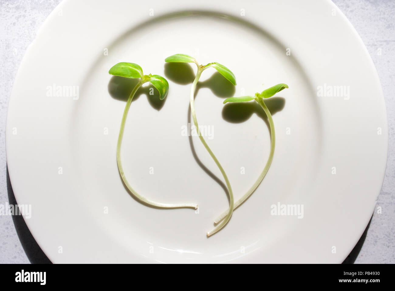 Sunflower seed germinating hi-res stock photography and images - Alamy