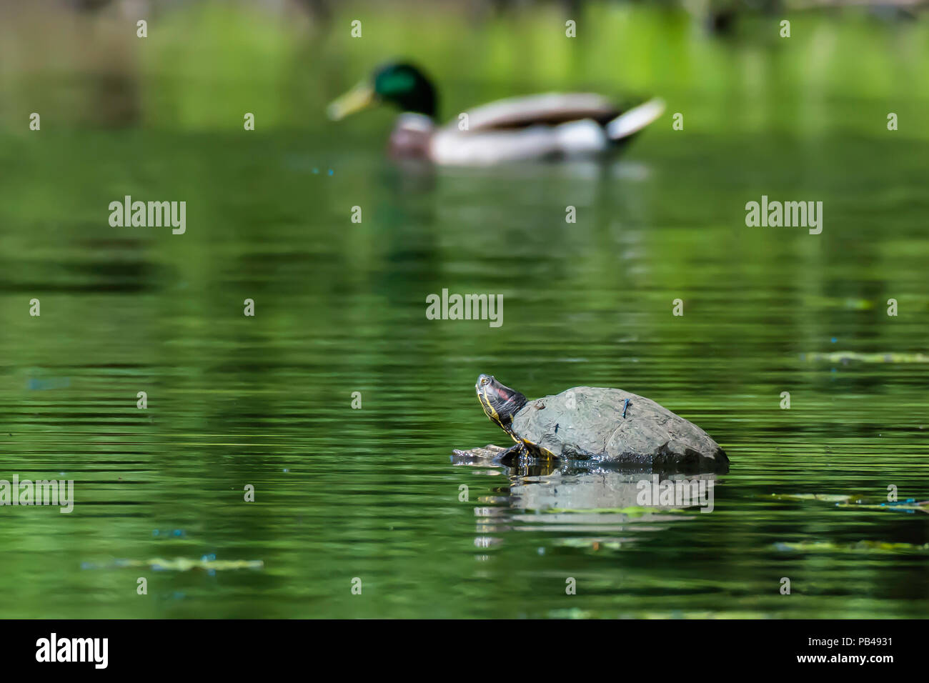 Pond teaming with wildlife.Damselfly sitting on sunbathing turtle shell ...