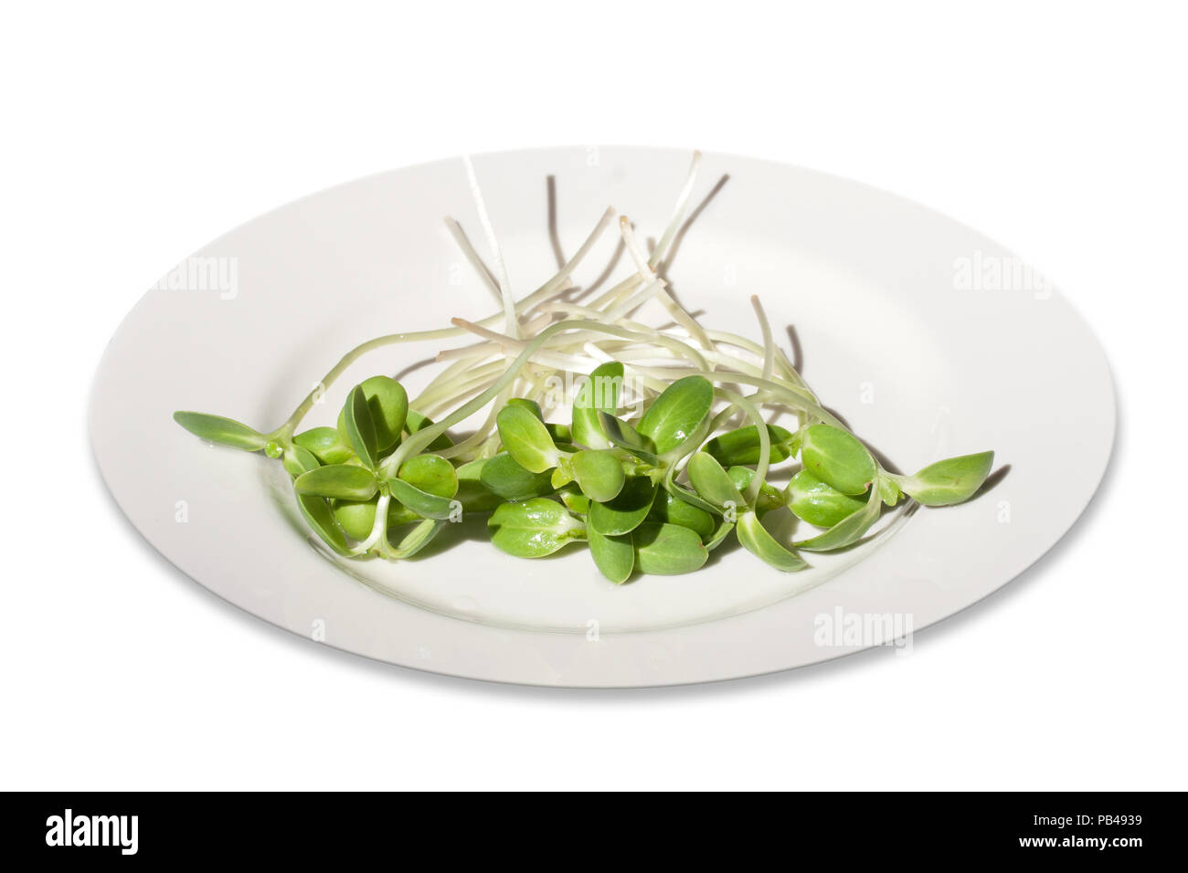 Sunflower seed germinating hi-res stock photography and images - Alamy