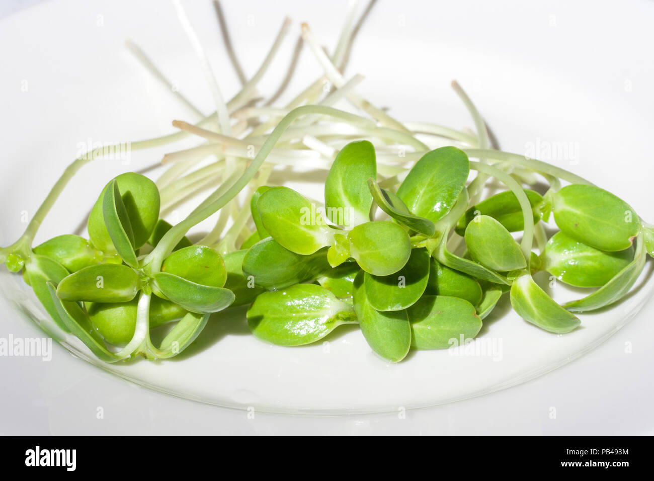 young sunflower sprouts Stock Photo - Alamy