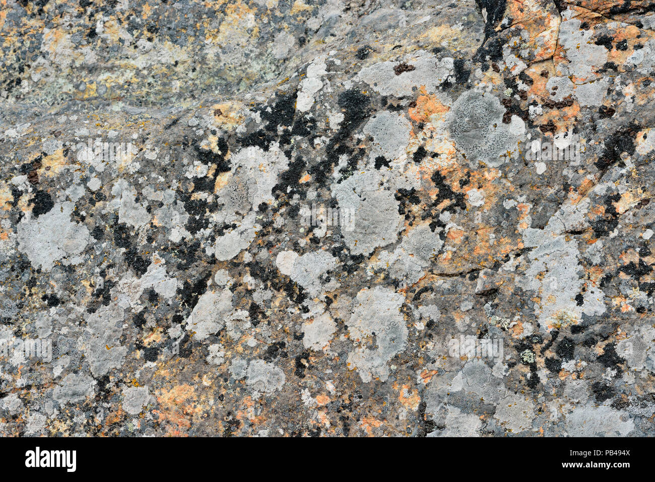 Lichen colonies on the Pilot's Monument rock outcrop, Yellowknife ...