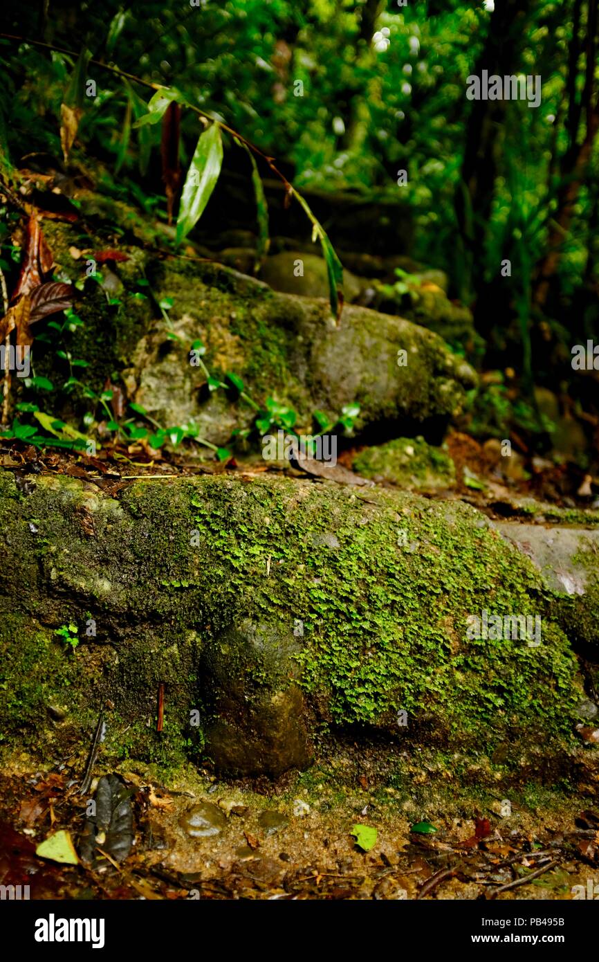 Moss covered steps in a rainforest hi-res stock photography and images ...