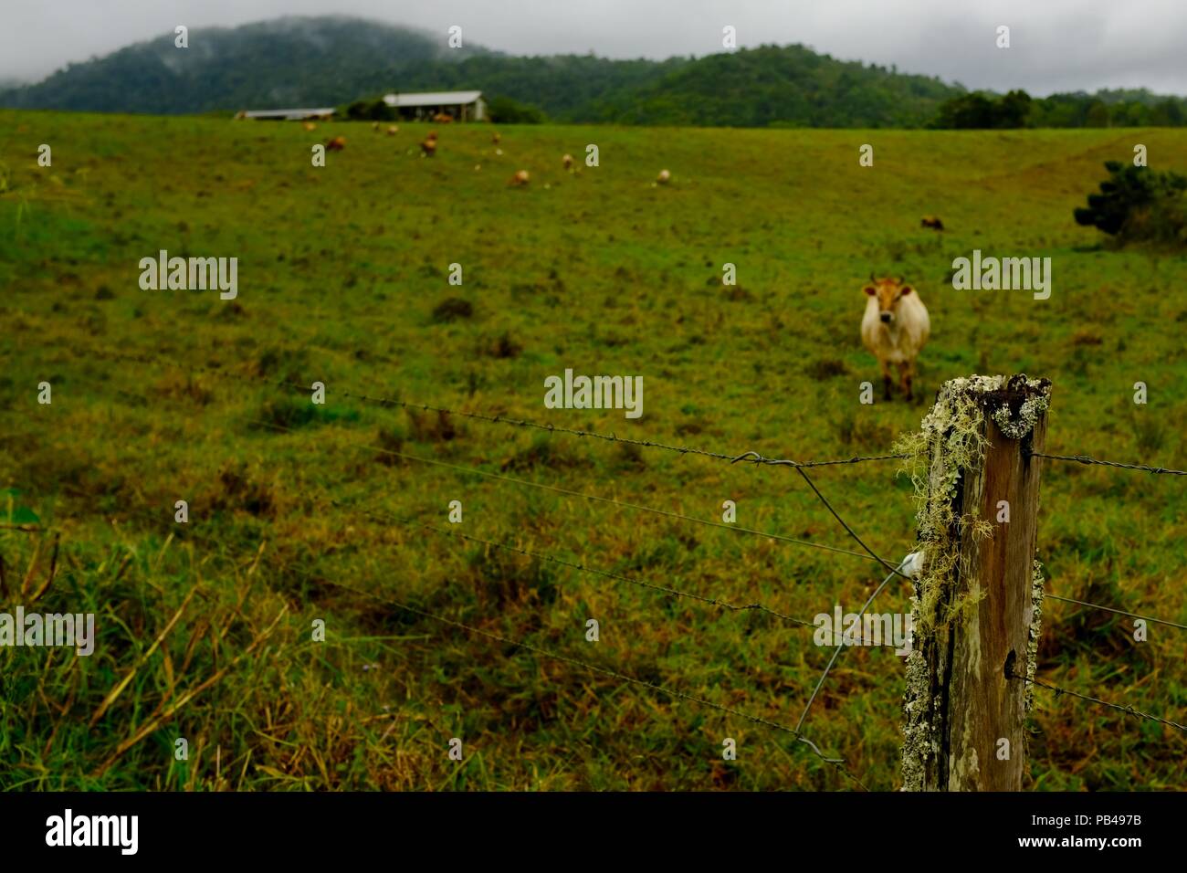 A friendly Jersey dairy cow in a lush green paddock with a farmhouse in ...