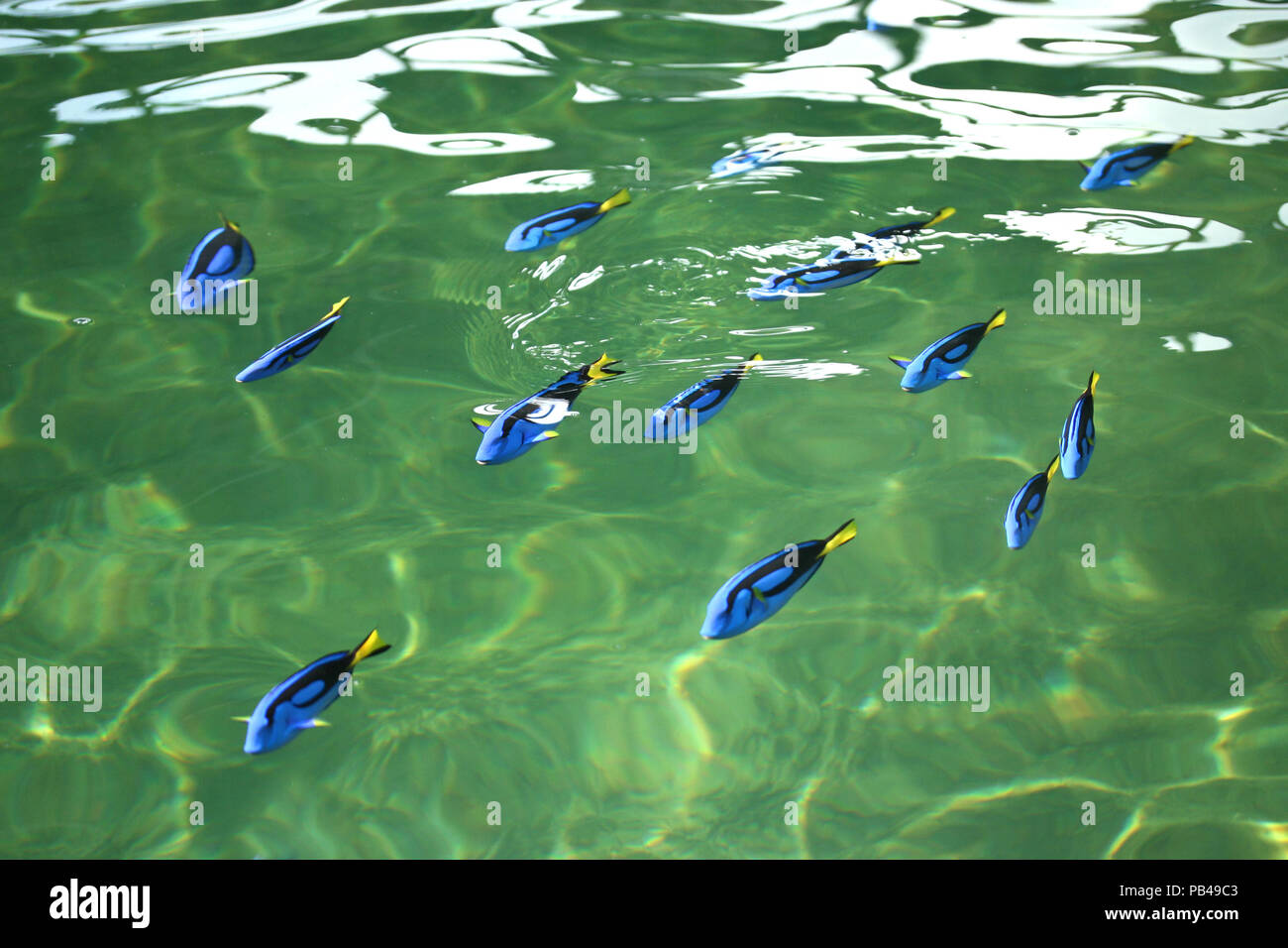 Blue tang or Regal tang or Palette surgeonfish (Paracanthurus hepatus ...