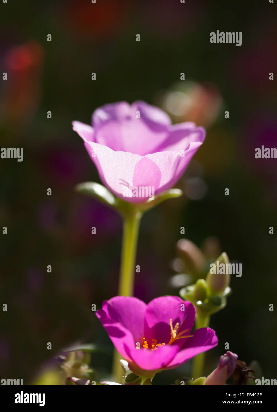 Little hogweed hi-res stock photography and images - Alamy