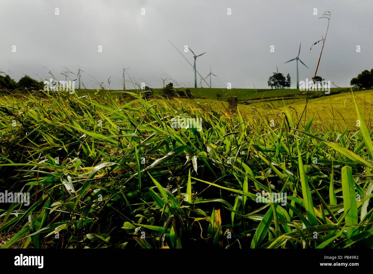 Wind turbines at WINDY HILL WIND FARM, RAVENSHOE, Atherton Tablelands ...