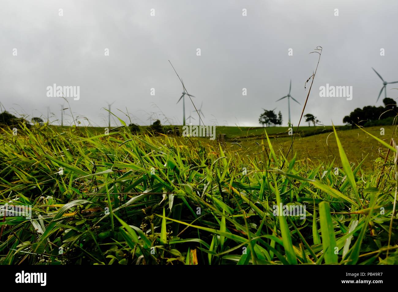 Wind turbines at WINDY HILL WIND FARM, RAVENSHOE, Atherton Tablelands ...