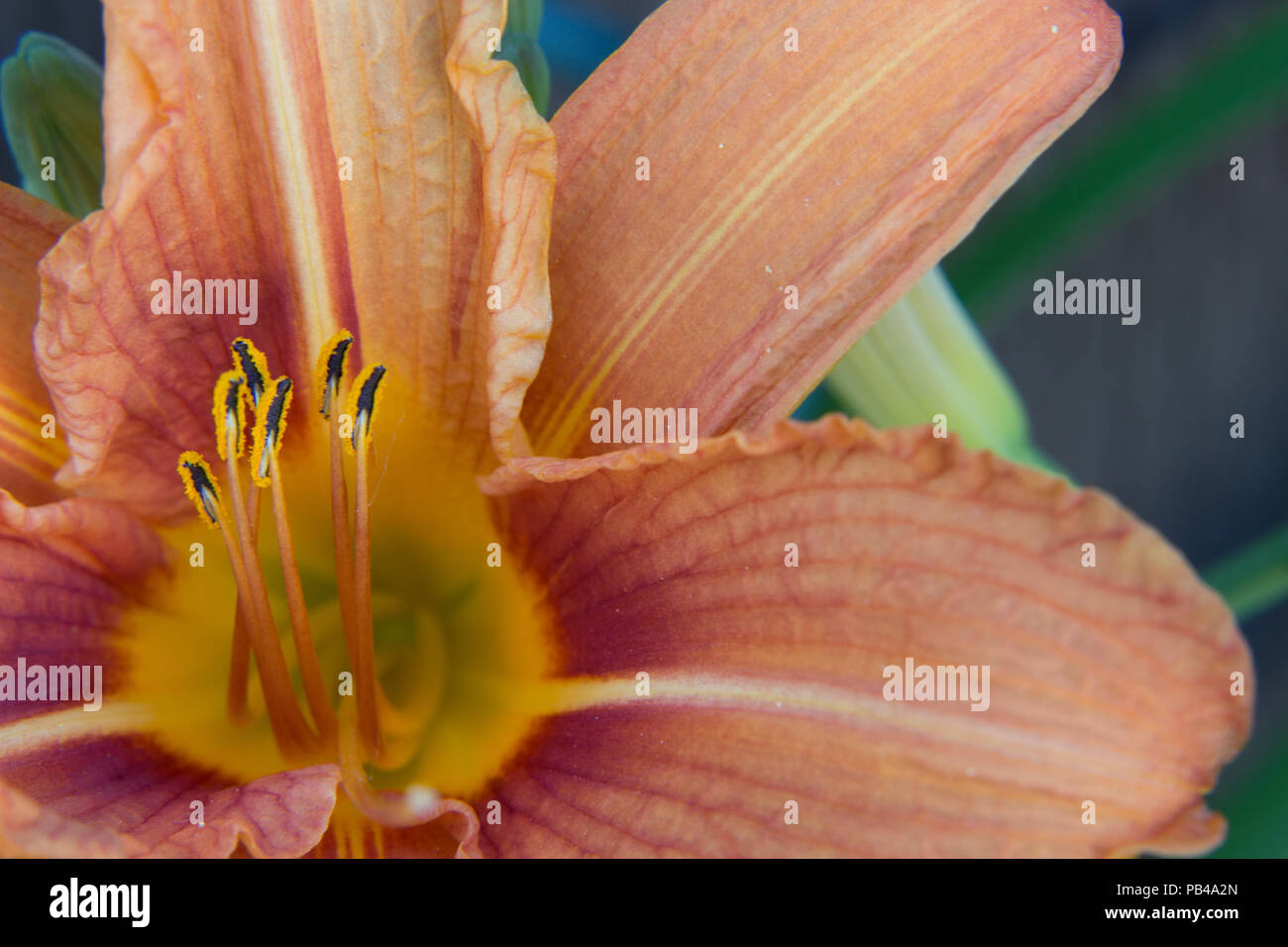 Close up of interior of Daylily flower with pistil and stamens ...