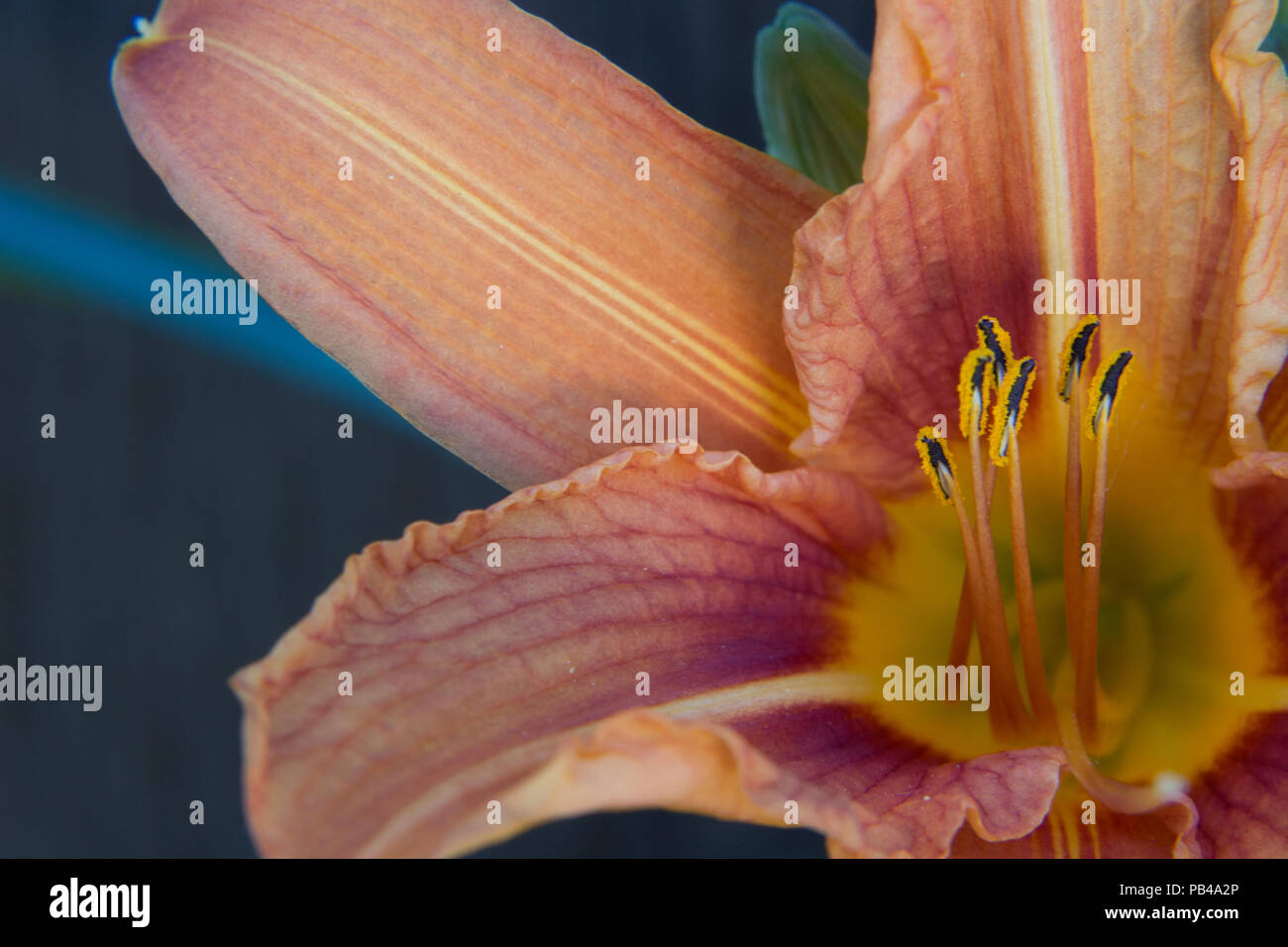 Close up of interior of Daylily flower with pistil and stamens ...