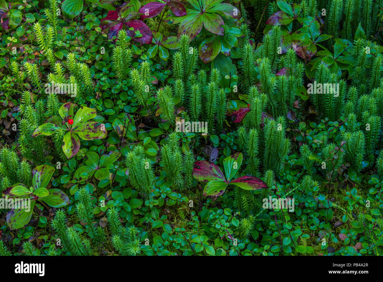Boreal Forest floor, Club Moss (Lycopodium), Bunchberry (Cornus ...