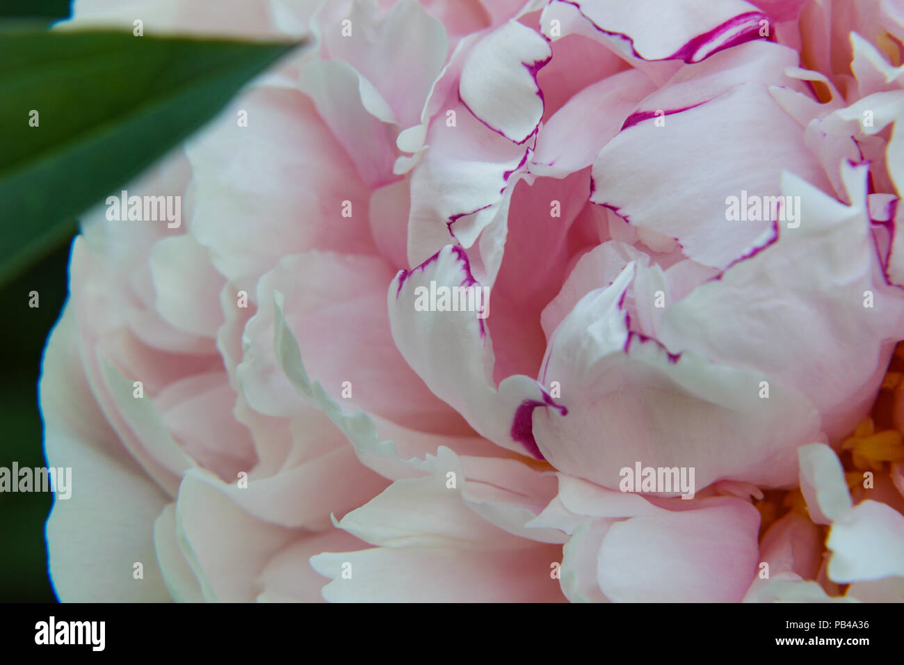 Pink with dark edges hi-res stock photography and images - Alamy