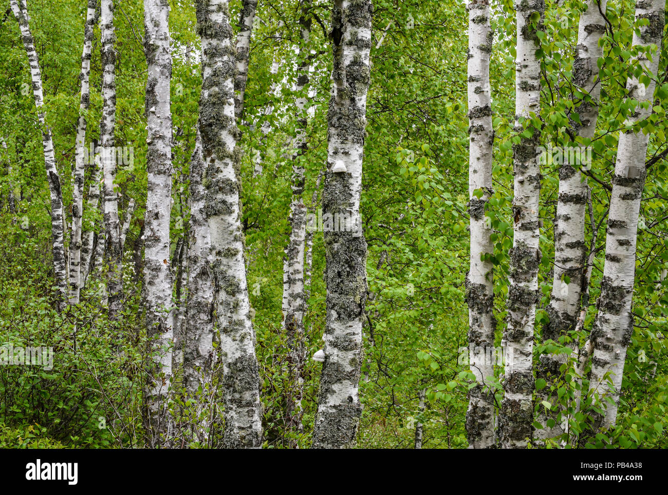 Betula papyrifera paper birch hi-res stock photography and images - Alamy