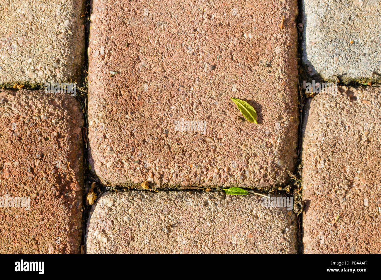 Paver walkway pattern with leaves on them Stock Photo - Alamy
