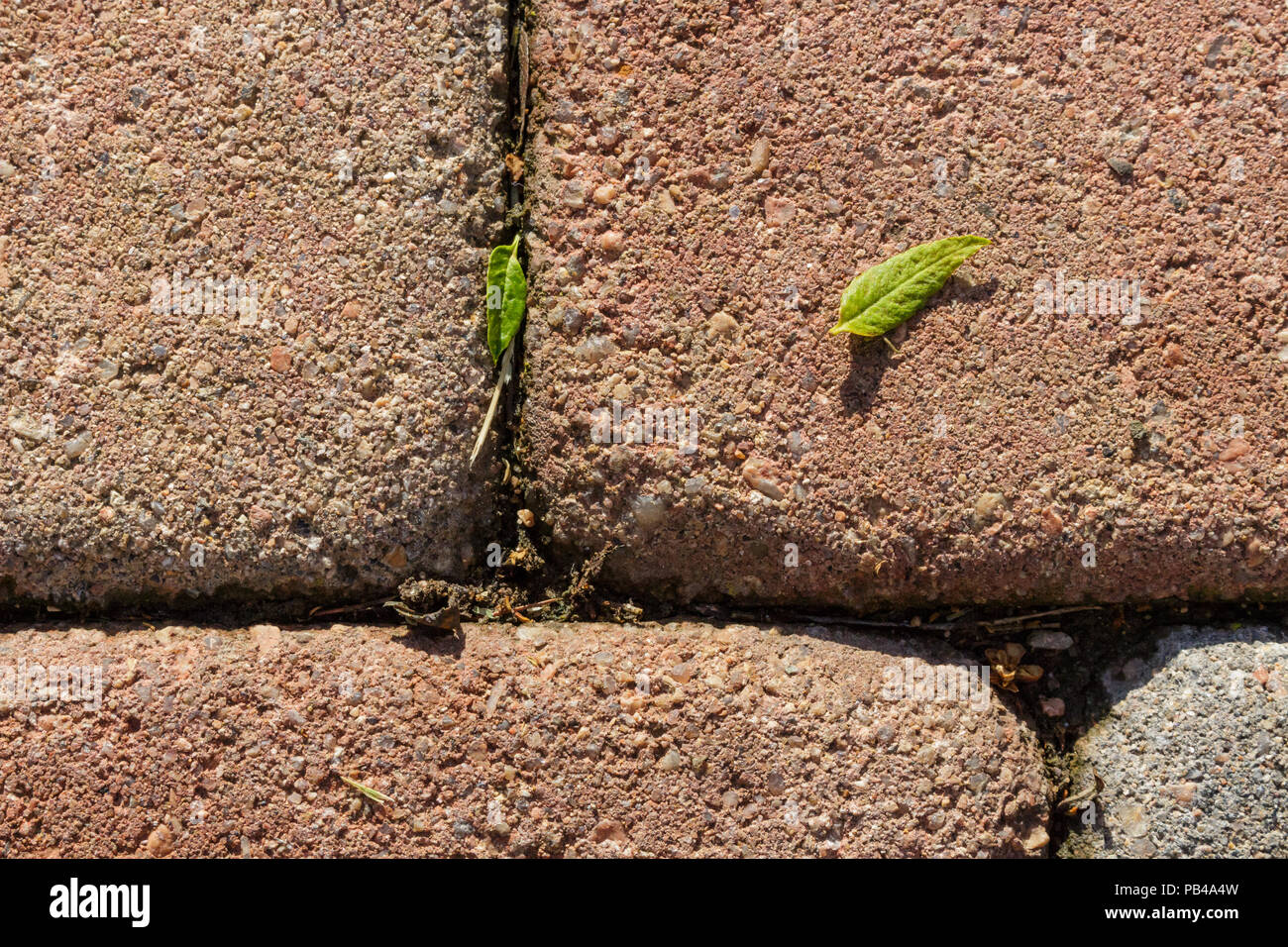 Close up paver walkway pattern intersection with a couple of leaves on ...