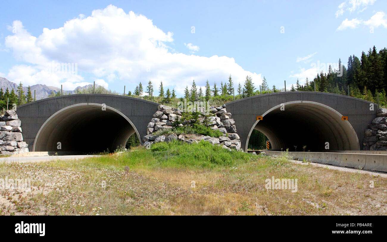 Wildlife overpass banff national park hi-res stock photography and ...