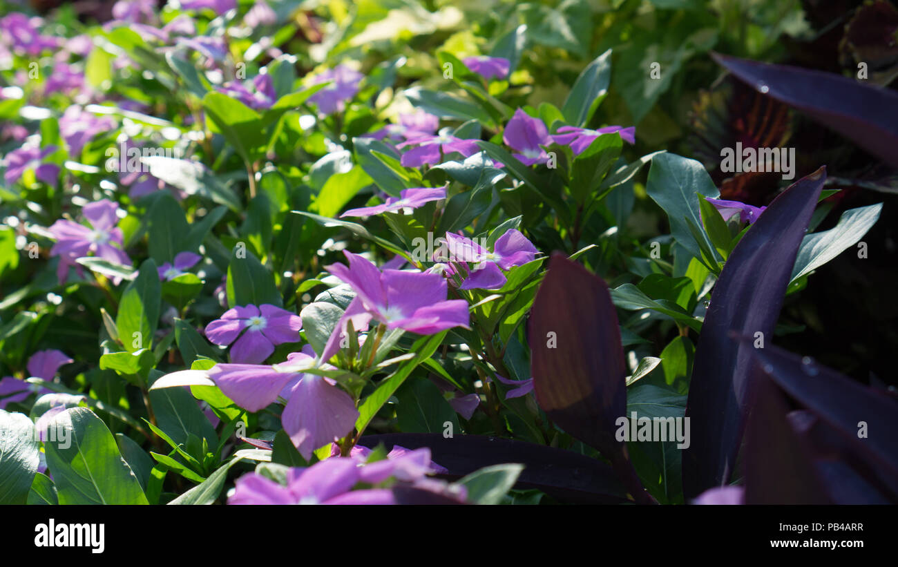 Morning Glory In Full Bloom High Resolution Stock Photography and ...