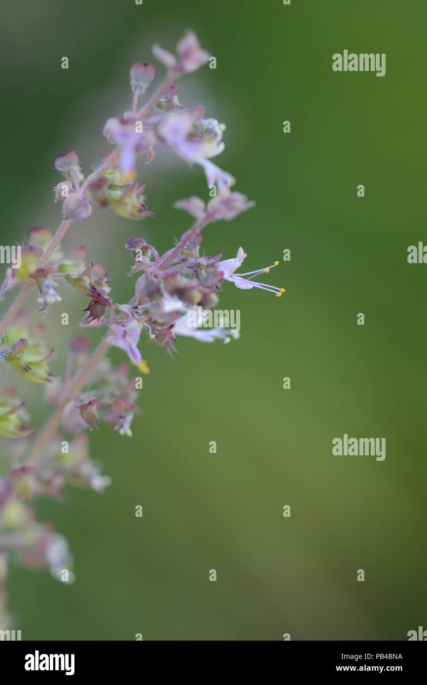 Indian tulsi hi-res stock photography and images - Alamy