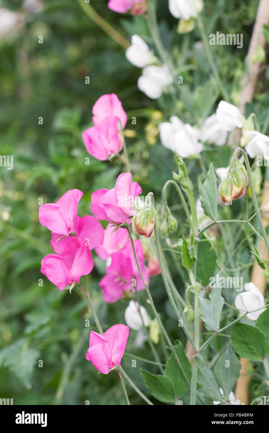 Lathyrus odoratus. Mixed Sweet pea flowers Stock Photo - Alamy