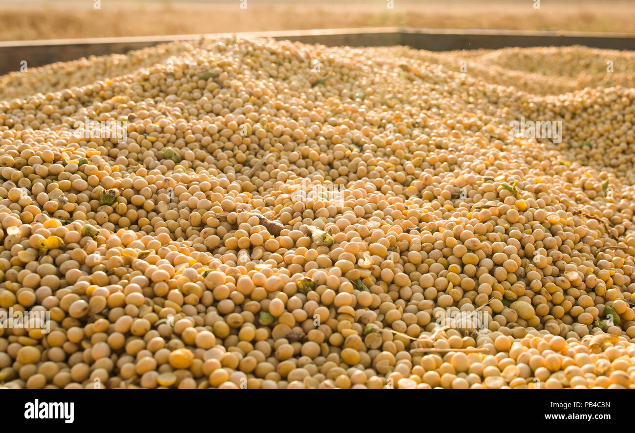 Soy beans in tractor trailer Stock Photo - Alamy