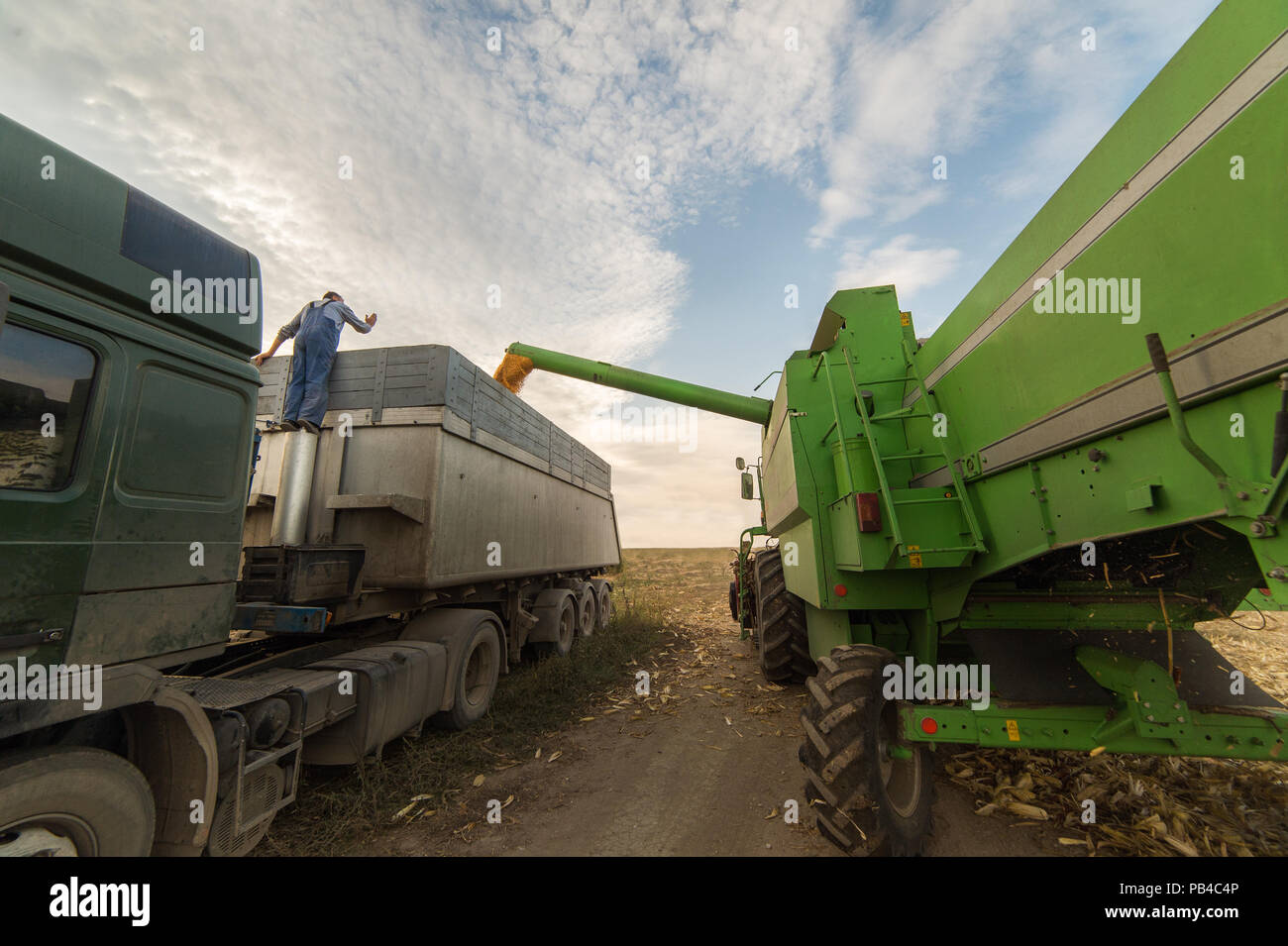 Pouring corn grain into tractor trailer after harvest Stock Photo - Alamy