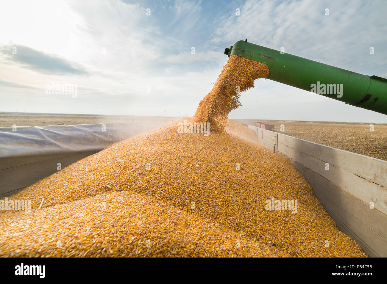 Pouring corn grain into tractor trailer after harvest Stock Photo - Alamy