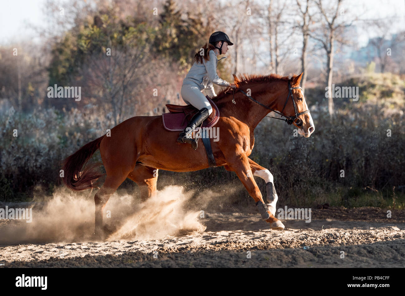 Young pretty girl riding a horse Stock Photo - Alamy