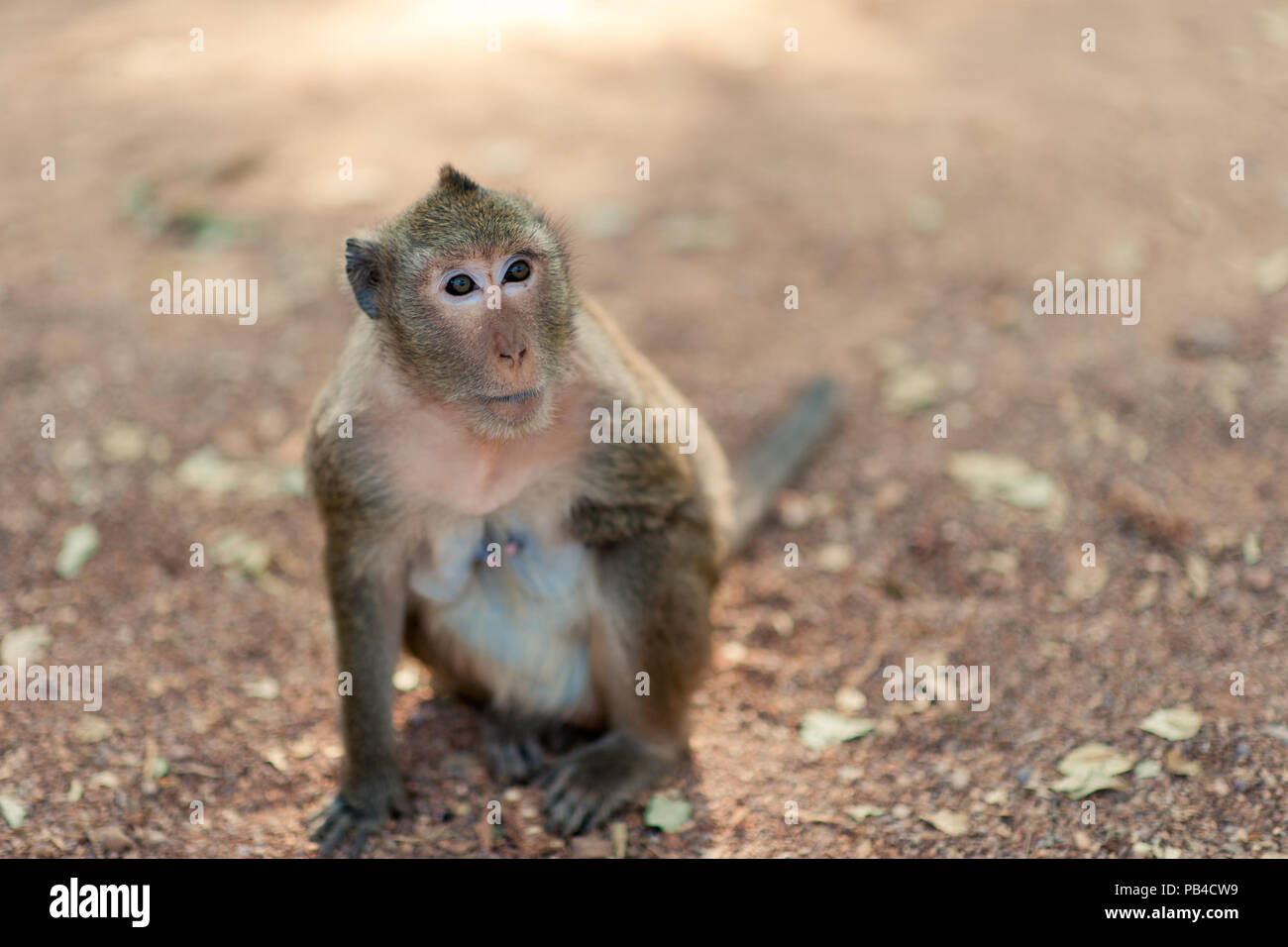 A monkey creeping up close to the tourists at Angkor Wat Temple a ...