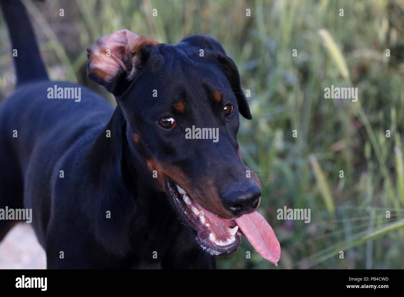 Happy black dog hi-res stock photography and images - Alamy