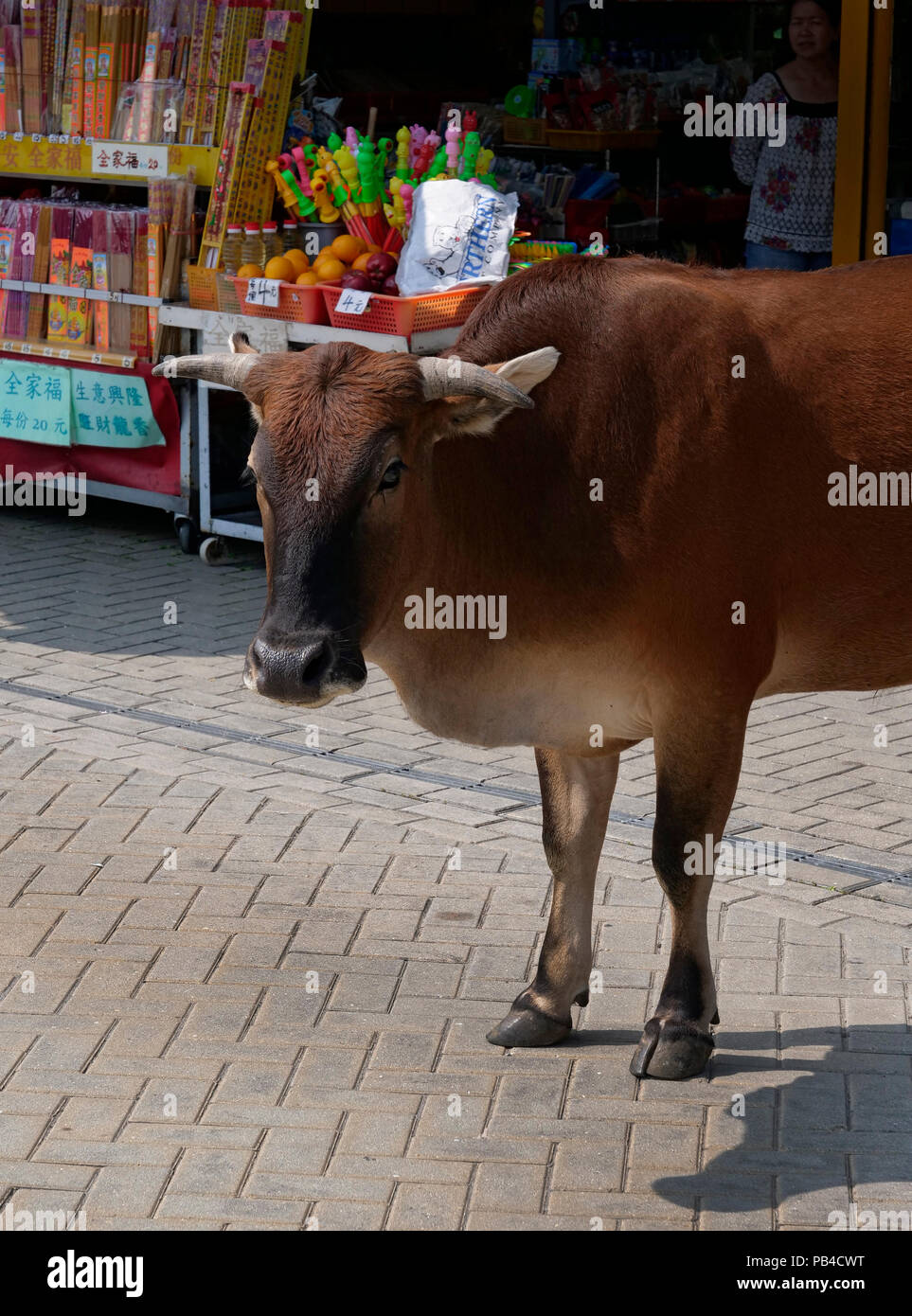 Cow outside sweet stall, Po Lin Buddhist Monastery grounds located on ...