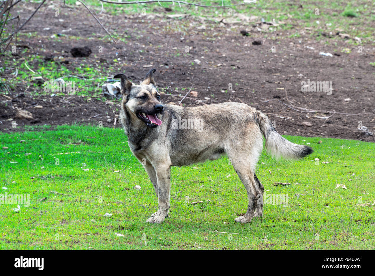 Stray dog stands and poses Stock Photo - Alamy