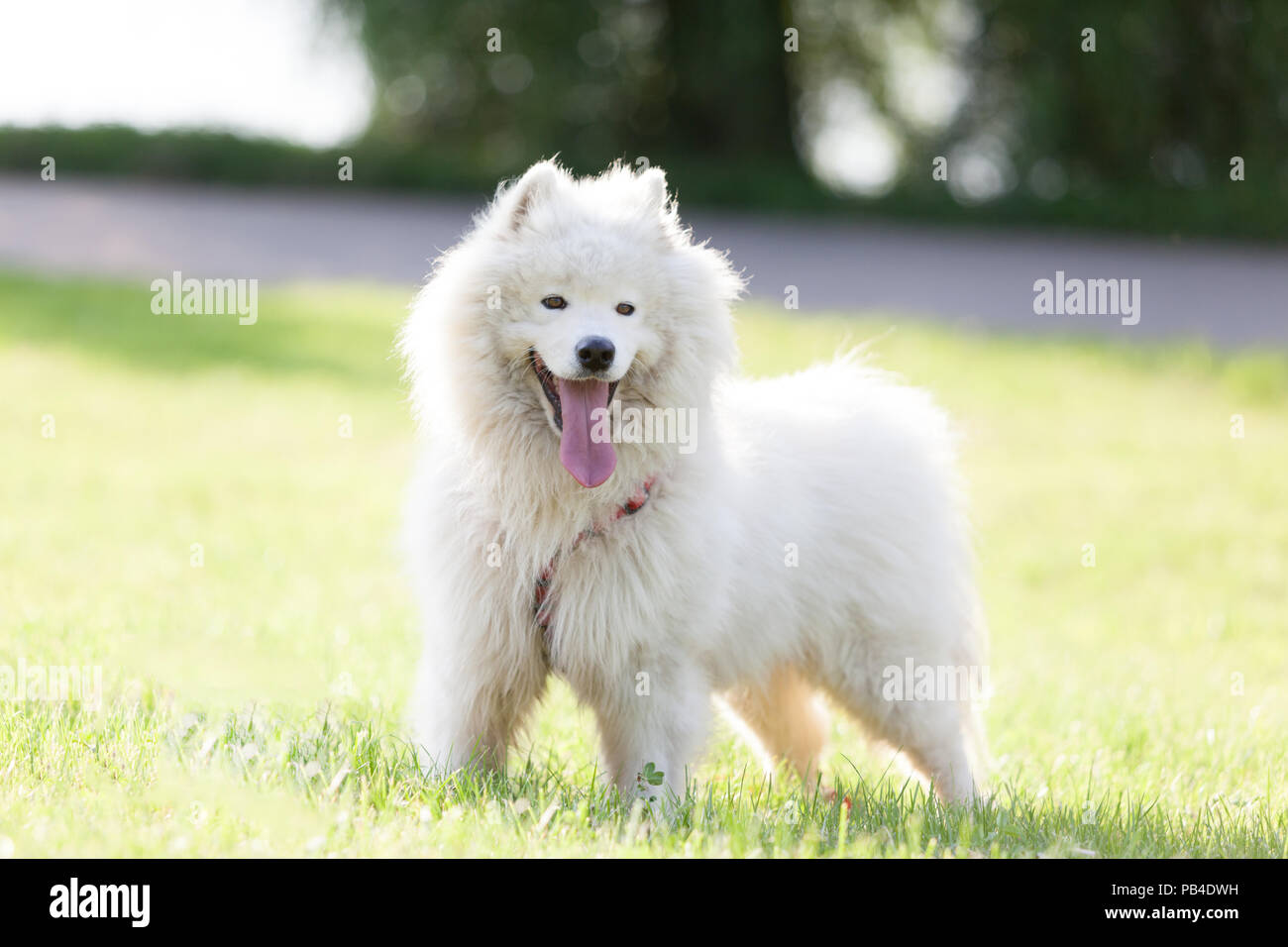 Portrait of a lovely and joyful samoyed breed dog Stock Photo - Alamy
