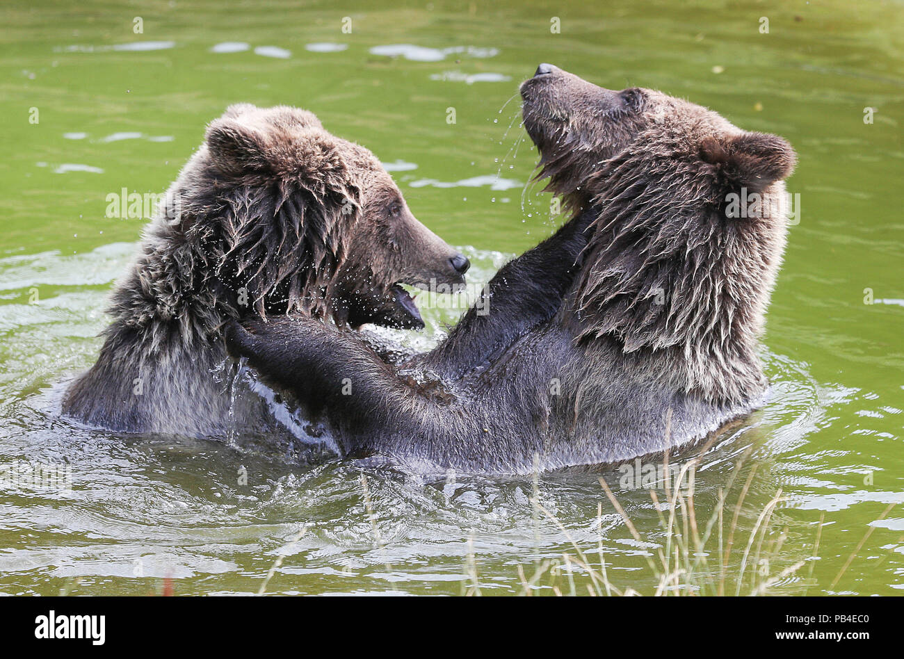 Two European Brown bears cool off in the pool in their enclosure at ZSL ...