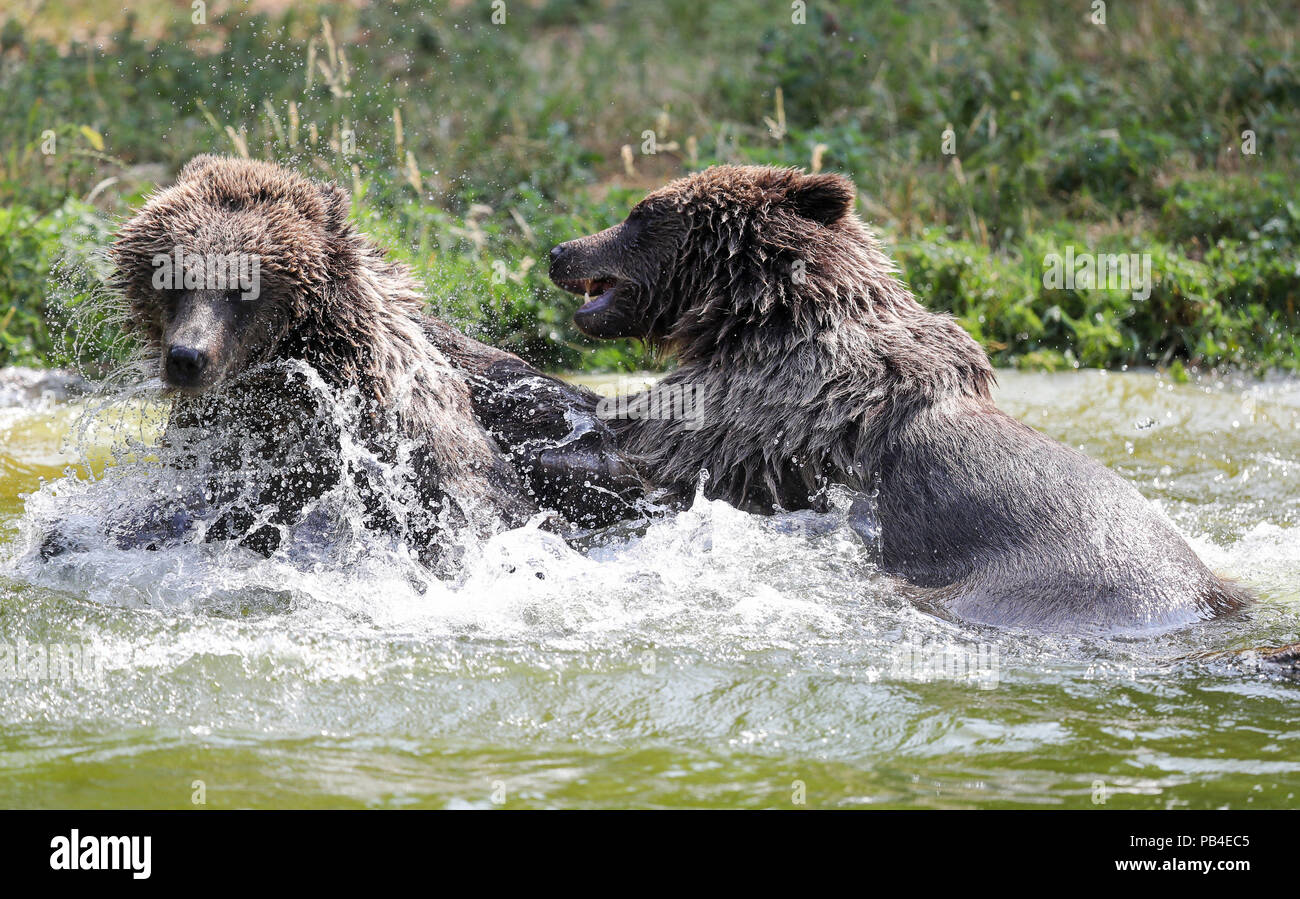 Two European Brown bears cool off in the pool in their enclosure at ZSL ...