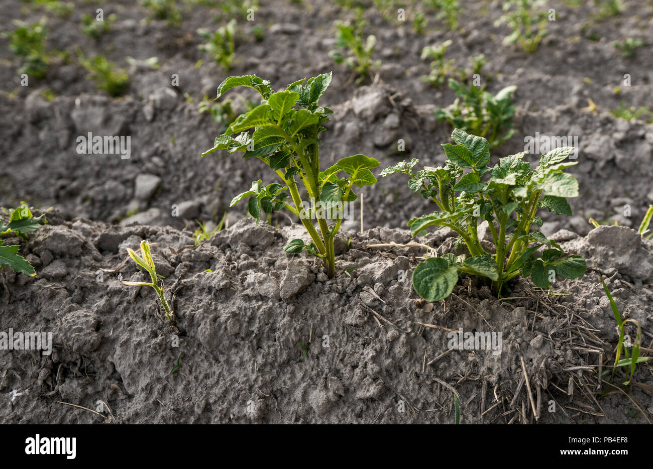 Close up on a plant of potato on a green field of potato crops in a row ...
