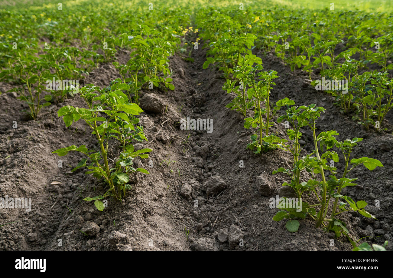 Green field of potato crops in a row. Agriculture. Growing of potato ...