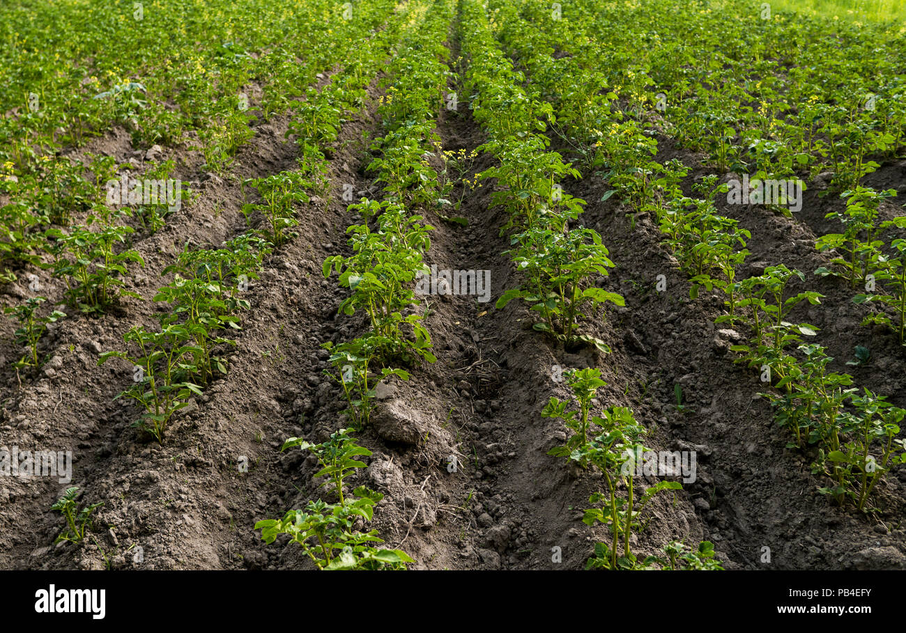 Green field of potato crops in a row. Agriculture. Growing of potato ...