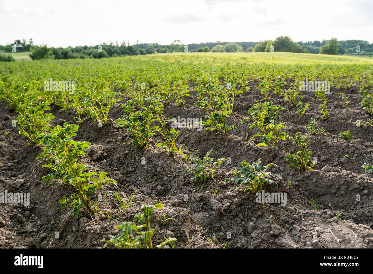 Green field of potato crops in a row. Agriculture. Growing of potato ...